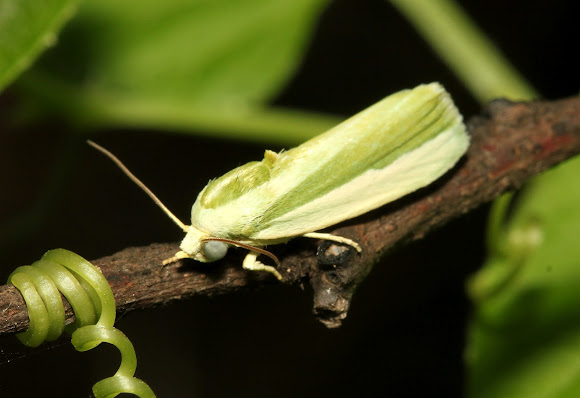 Spotted Bollworm | Project Noah