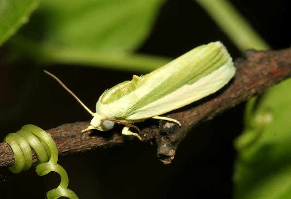 Spotted Bollworm | Project Noah