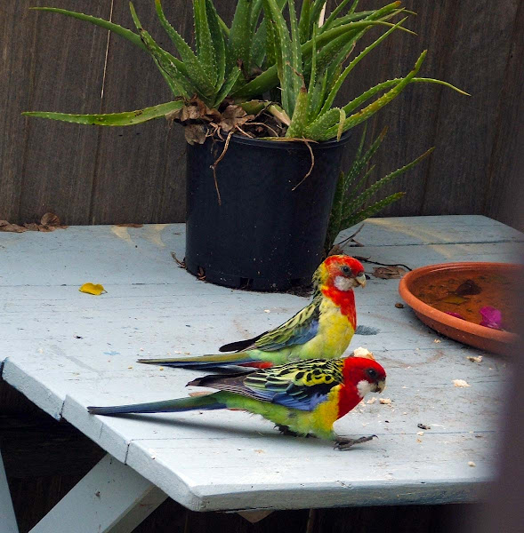 Eastern Rosella | Project Noah
