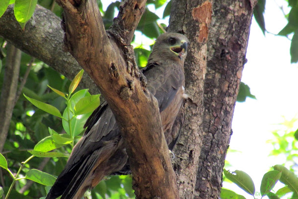 Pariah kite | Project Noah