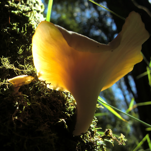 Polyporus sp. | Project Noah