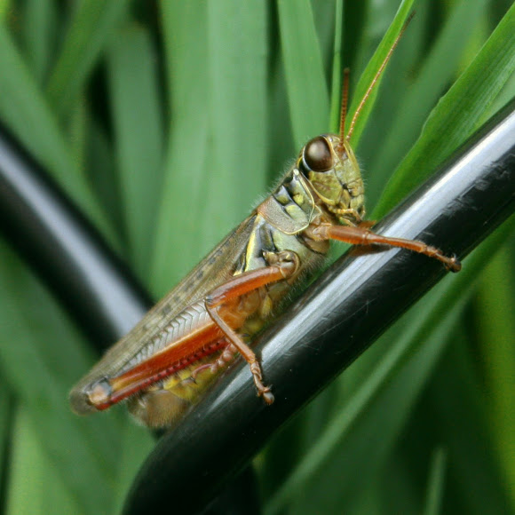 Red Legged Locust | Project Noah