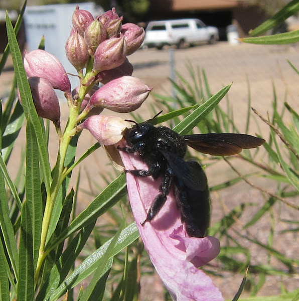 Arizona Carpenter Bees | Project Noah