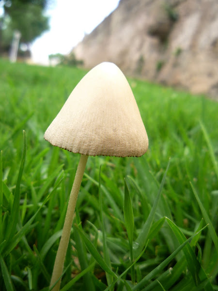 Conocybe | Project Noah