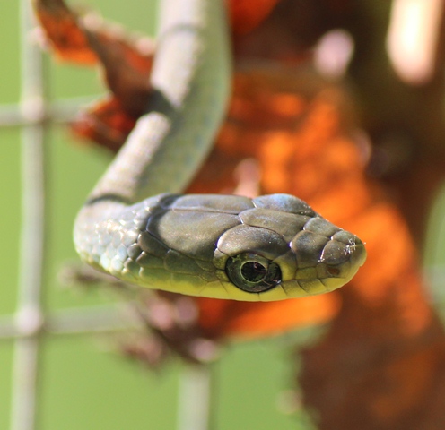 Green Tree Snake | Project Noah