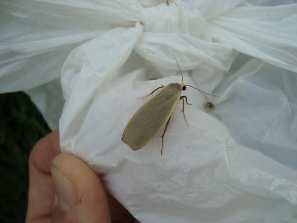 common footman moth | Project Noah