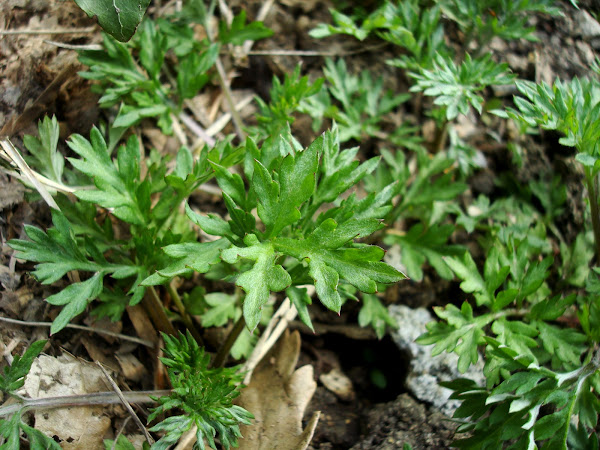 Mugwort / Divlji pelin | Project Noah