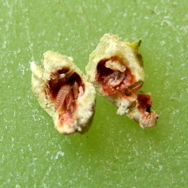 Acacia Midge Galls | Project Noah