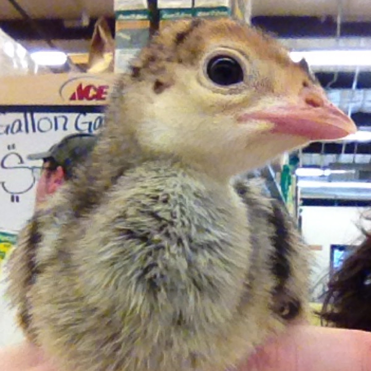 Baby turkey | Project Noah