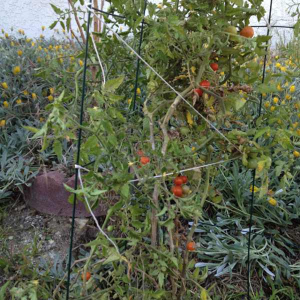 Cherry tomato | Project Noah