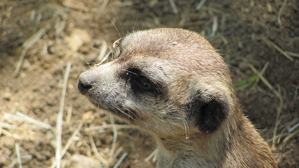 Meerkat | Project Noah