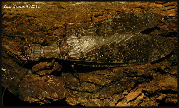 Eastern Dobsonfly | Project Noah