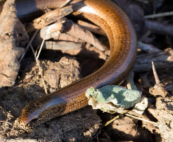 Slow Worm | Project Noah