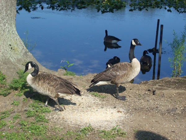 Canadian Geese | Project Noah
