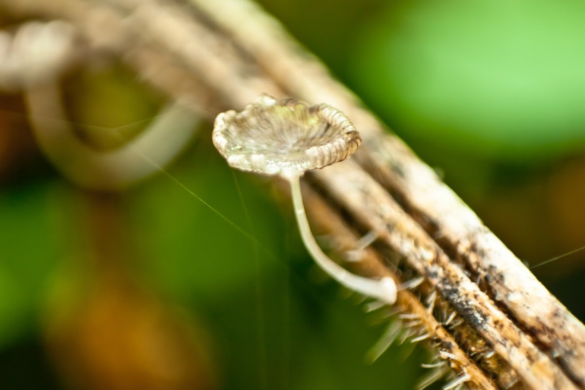 Spotting | Project Noah