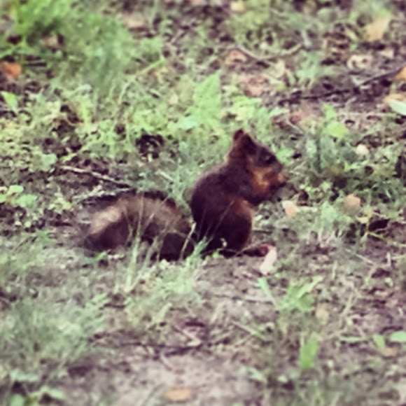 red squirrel | Project Noah