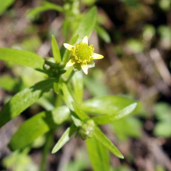 Small-flowered Buttercup | Project Noah