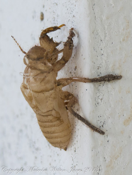 Cicada exoskeleton | Project Noah