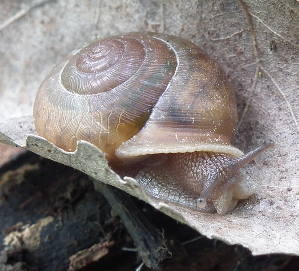 Snail | Project Noah