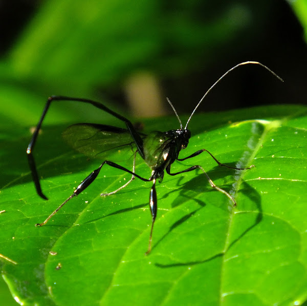 Pelecinid Wasp | Project Noah