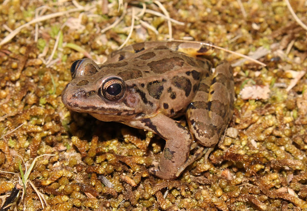 Pickerel Frog | Project Noah