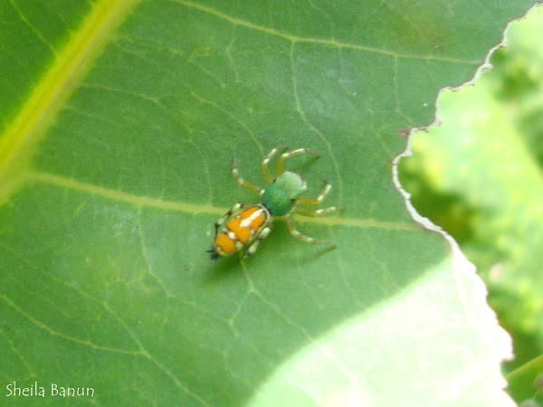 Cosmophasis Spider | Project Noah