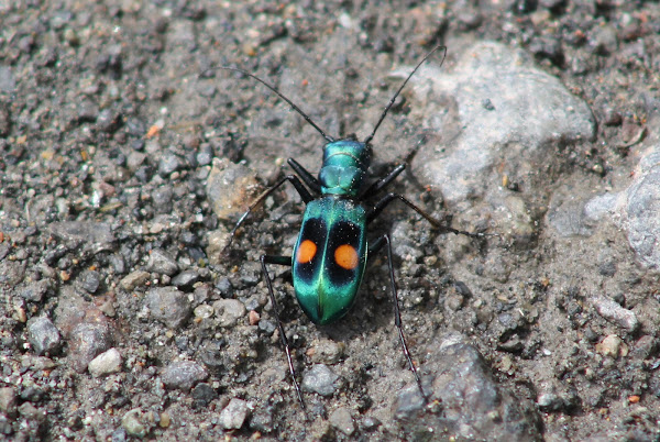 Tiger beetle | Project Noah