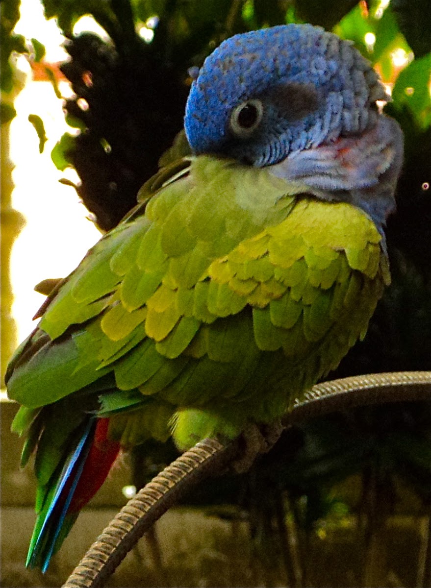 Blue-headed Pionus | Project Noah