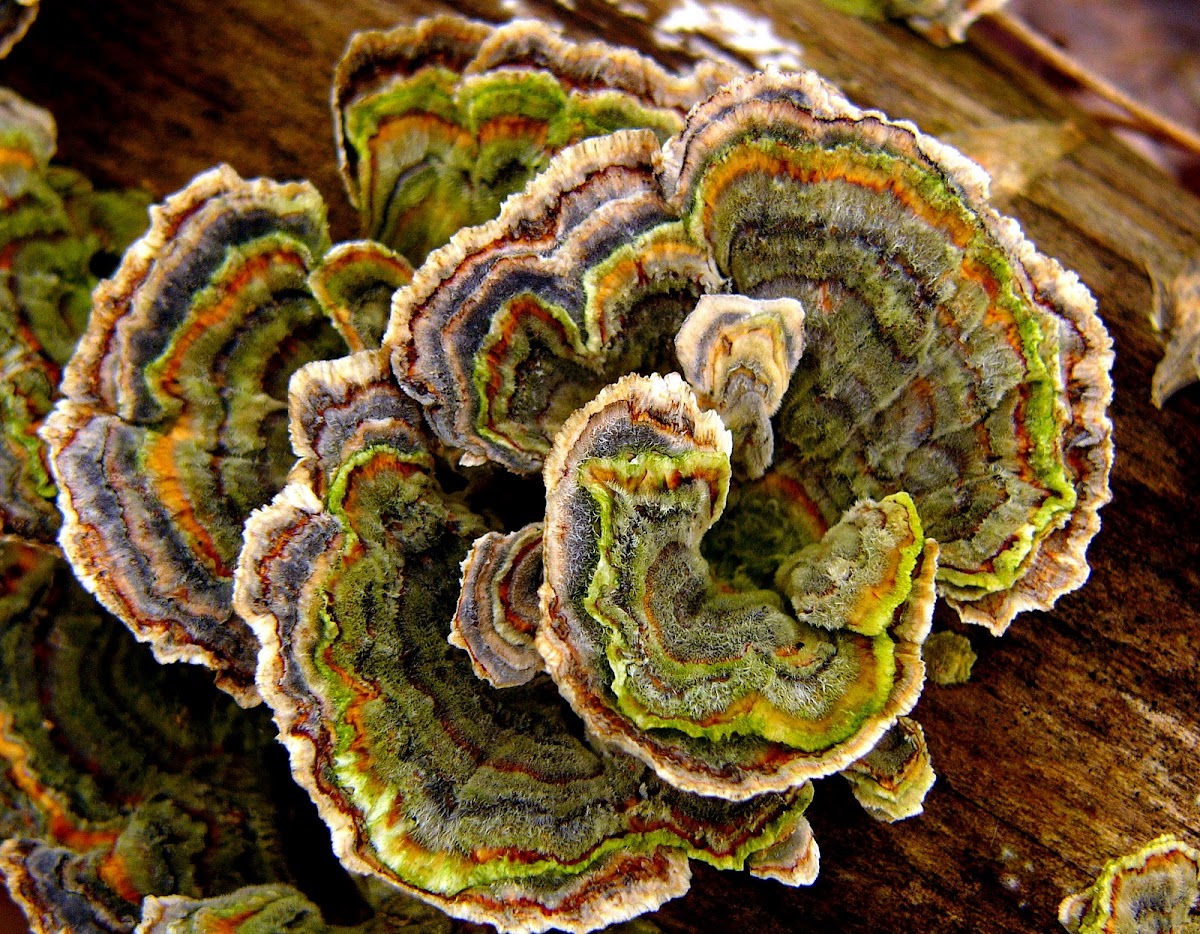 Turkey Tail Fungus | Project Noah