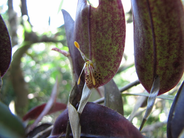 Orchid | Project Noah