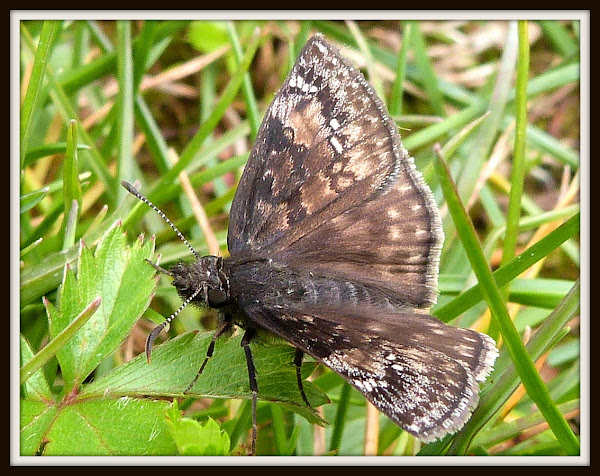 Wild Indigo Duskywing Butterfly | Project Noah