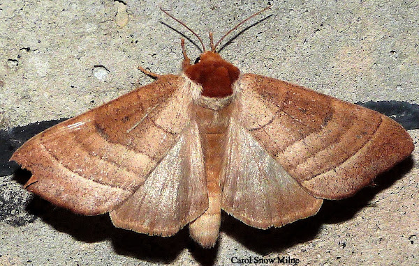 Datana Moth | Project Noah