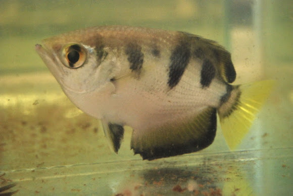 Archer Fish | Project Noah