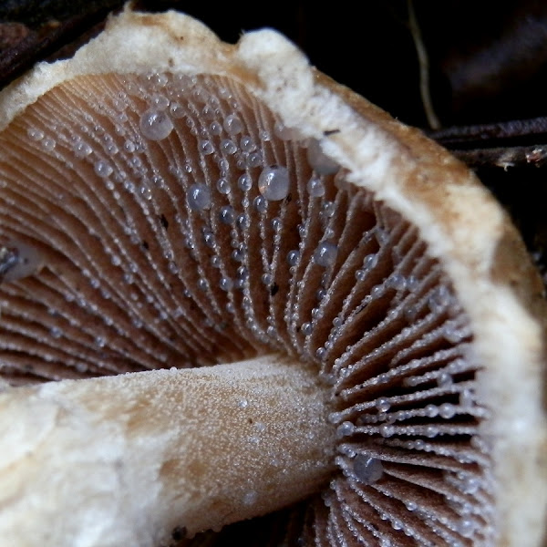 Weeping Mary | Project Noah