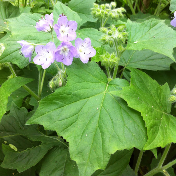 Spotting | Project Noah