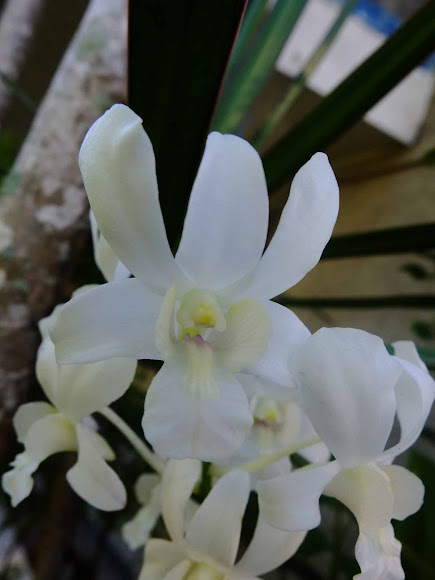 Dendrobium | Project Noah