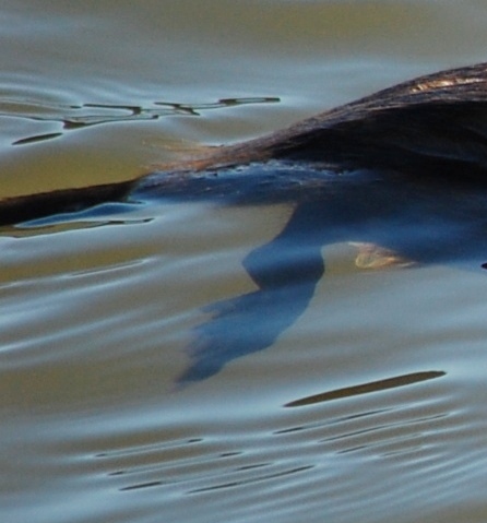 Round Tail Muskrat | Project Noah