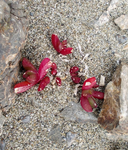 Horokaka (NZ native ice plant) | Project Noah