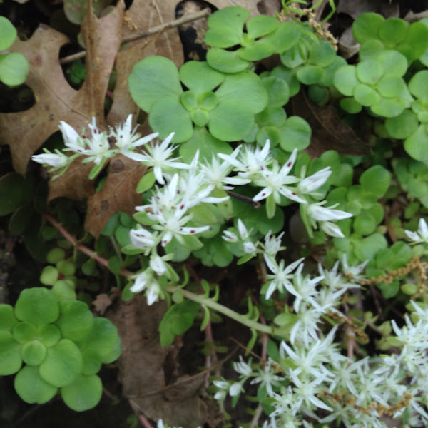 Wild stonecrop | Project Noah