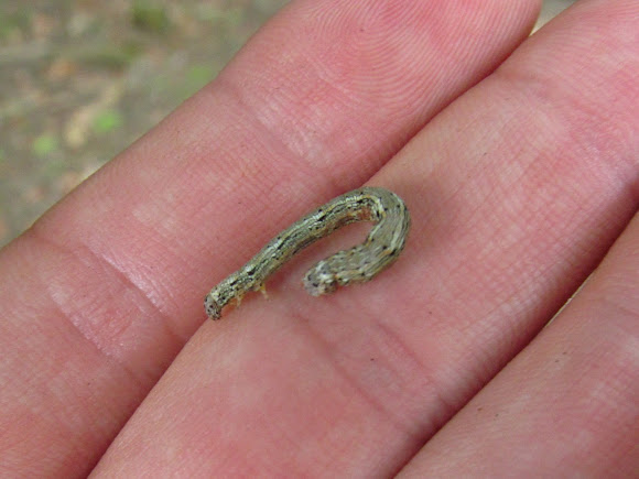 Hemlock Looper | Project Noah