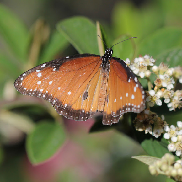 Mexican Queen | Project Noah