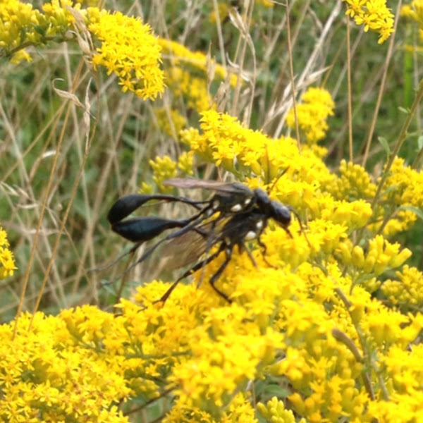 Thread-waisted wasp (mating pair) | Project Noah