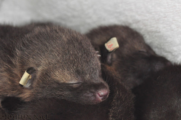 Baby Grey Fox(es) | Project Noah