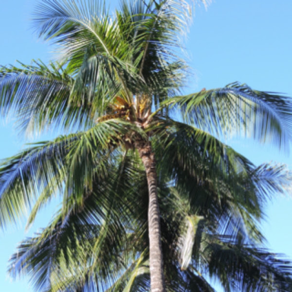 Coconut Palm | Project Noah