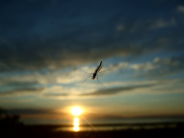 Lake Ellesmere common midge | Project Noah