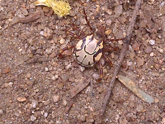 African Bont Tic | Project Noah