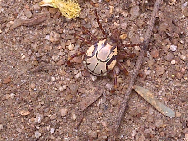 African Bont Tic | Project Noah