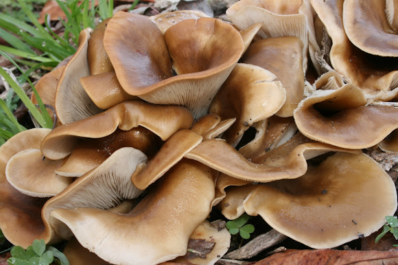 Shoehorn Oyster Mushroom