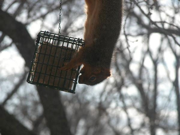 Eastern Fox Squirrel | Project Noah