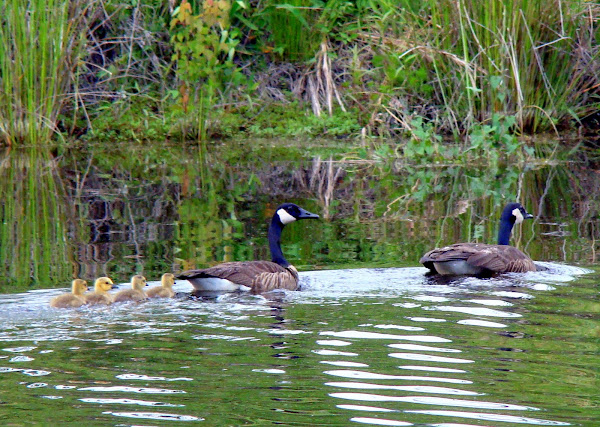 Canada Goose | Project Noah